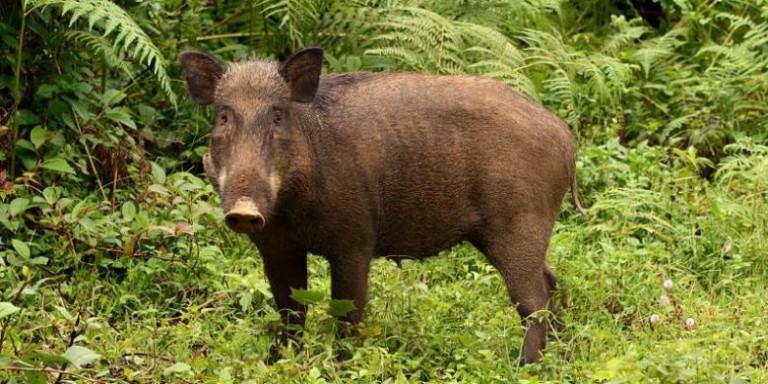 Jenis Hewan Gunung yang Sering Kita Jumpai Selama Pendakian